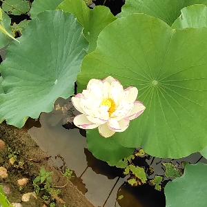 张创琦 