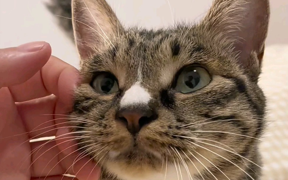 狸花猫真的好～会主动贴贴还会撒娇,真香啊