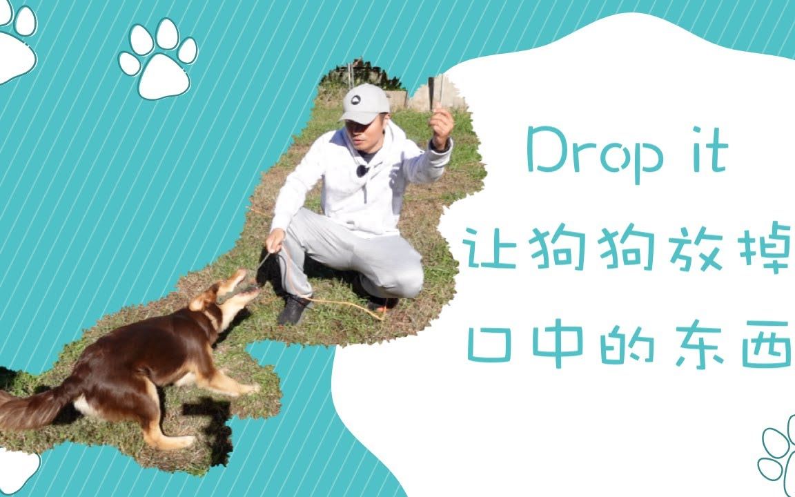 让狗狗放掉口中的东西,drop it初级训练