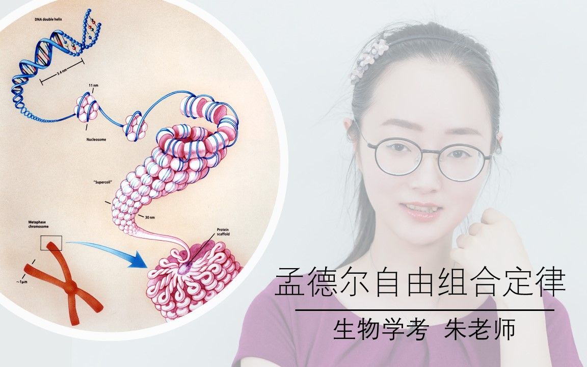 【高中生物】自由组合定律-转录翻译-噬菌体-光合作用-牛奶合成-理科邦