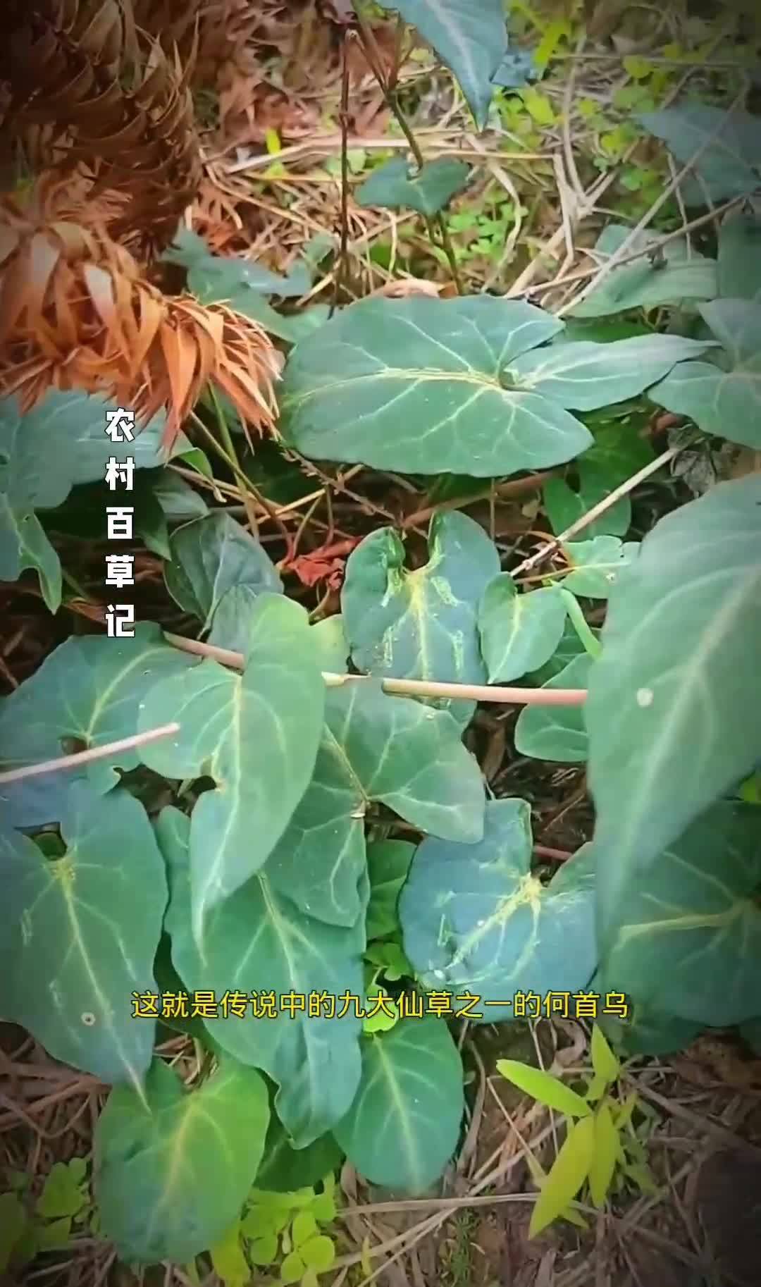 何首乌,是传说中的九大仙草之一,你认识他吗?