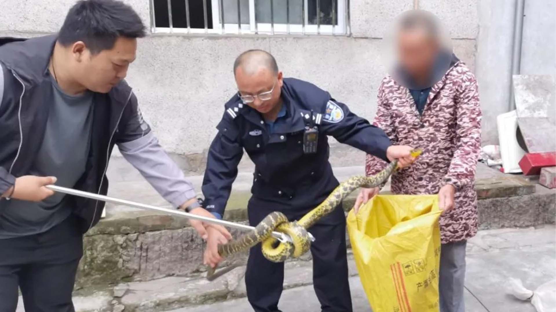 重庆一男子非法捕售野生动物被抓:家中查获60余条野生蛇,最大的有.