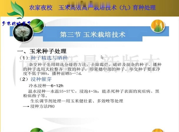 农家夜校266玉米高产高效栽培技术(九)育种处理