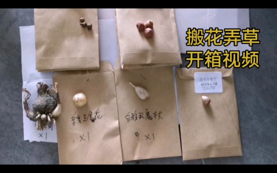 球根开箱视频:白雅致,立金花,拉培疏,垂筒花,紫色原生小苍兰