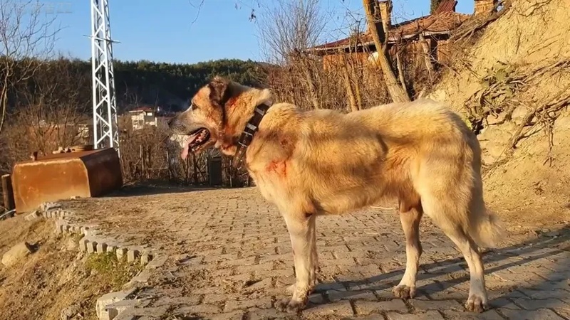 两条坎高犬在山里与野狼爆发激烈冲突,与狼群大战一场归来