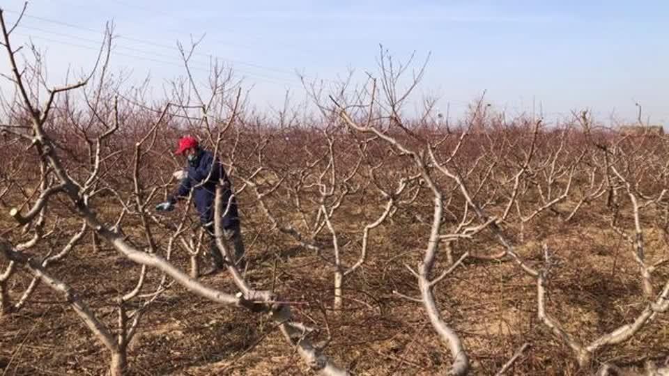 想要桃树年年丰产,必须弯曲生长蛇形走位,来看高手如何修剪 三农 ...
