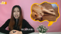 怎么分辨狗狗得肠炎还是感冒呢?铲屎官可以通过这些症状分辨