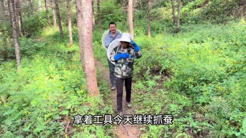 柞蚕是宝快把人累倒,树叶吃光到处跑,四个人也抓不完