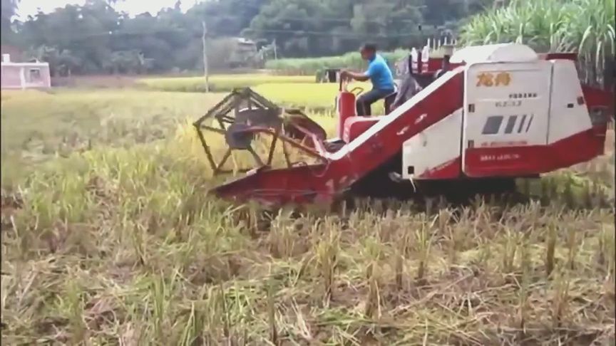 实拍农村机械化收割水稻全过程,一亩田一分钟就能搞定