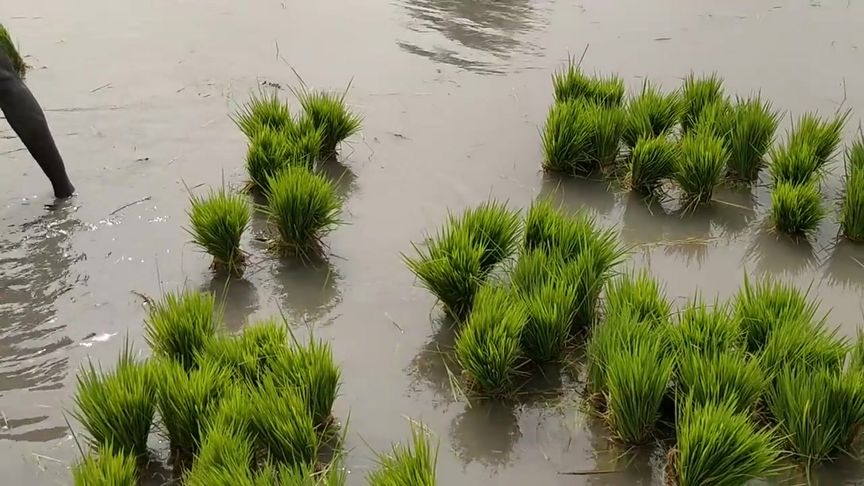 看看他们怎么种水稻