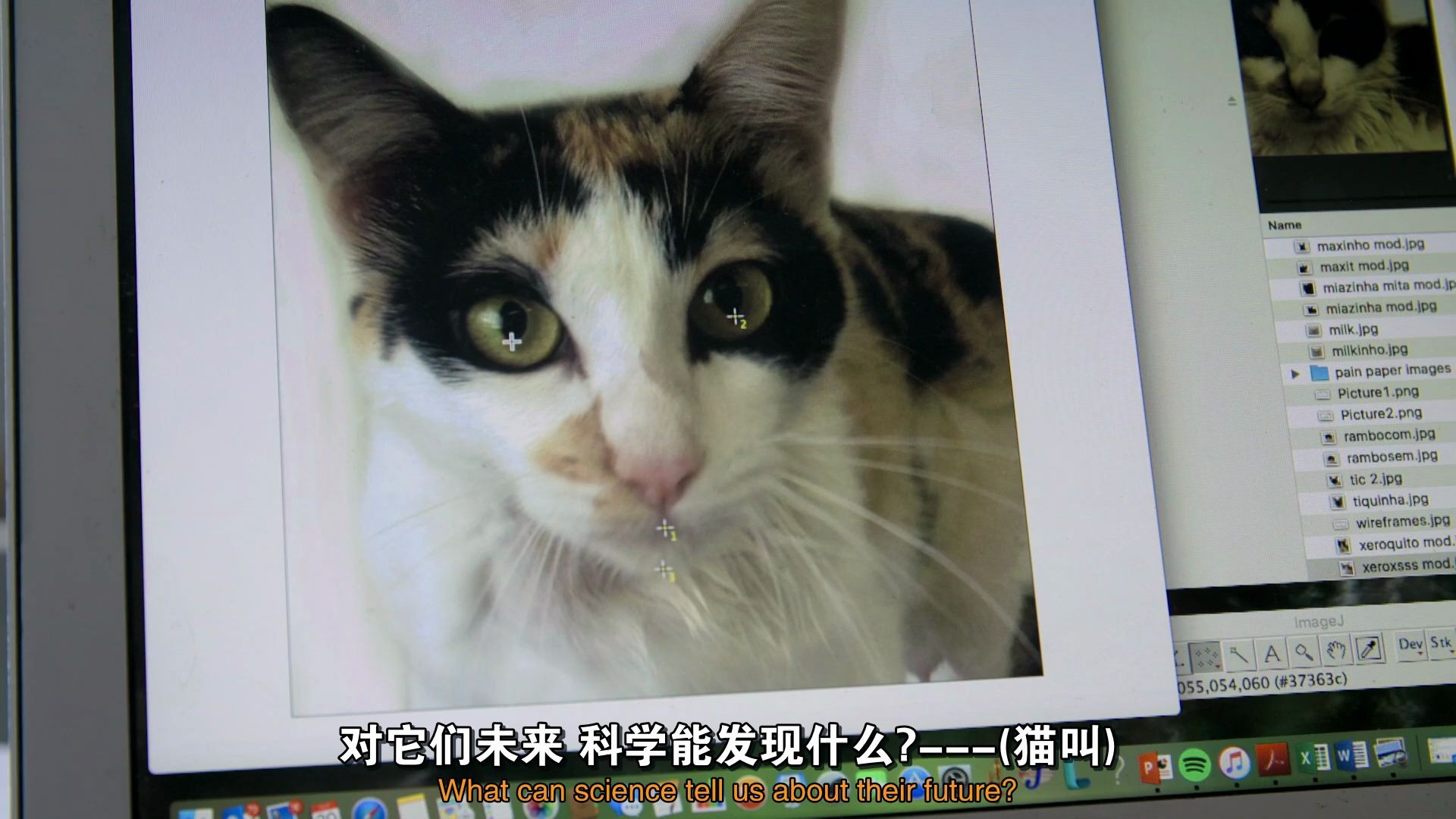 中英文字幕《猫的故事 cat tales》应用先进技术和设备研究猫为啥那么...