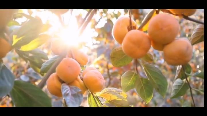 宜川生态环保类宣传片#生态 #环境