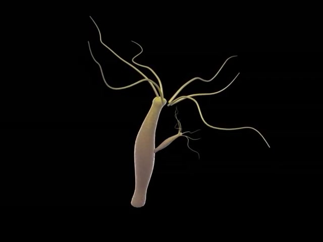 初中生物 八上 腔肠动物-水螅的出芽生殖