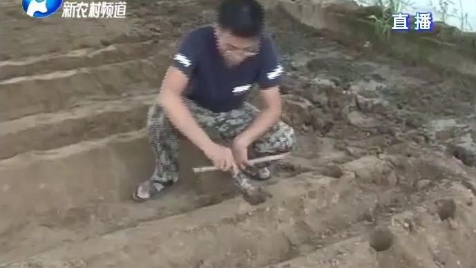 移栽番茄苗,怎么样才能做到最好的效果