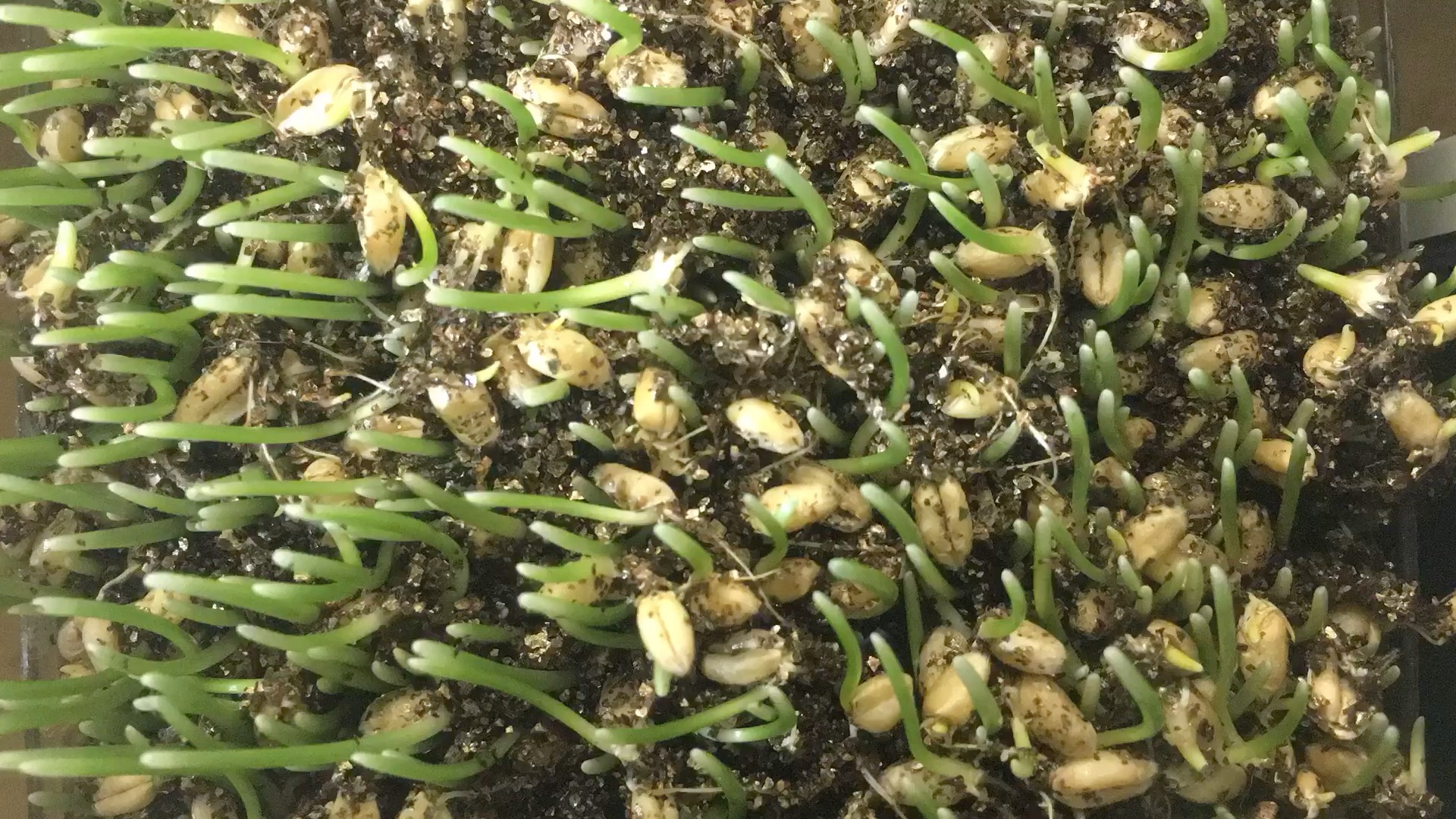 麦子24小时生长速度