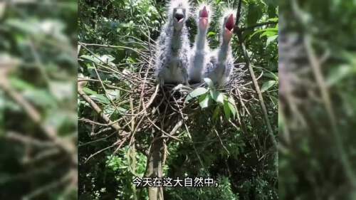 谁能告诉我这是什么鸟儿呢,动物世界精彩视频