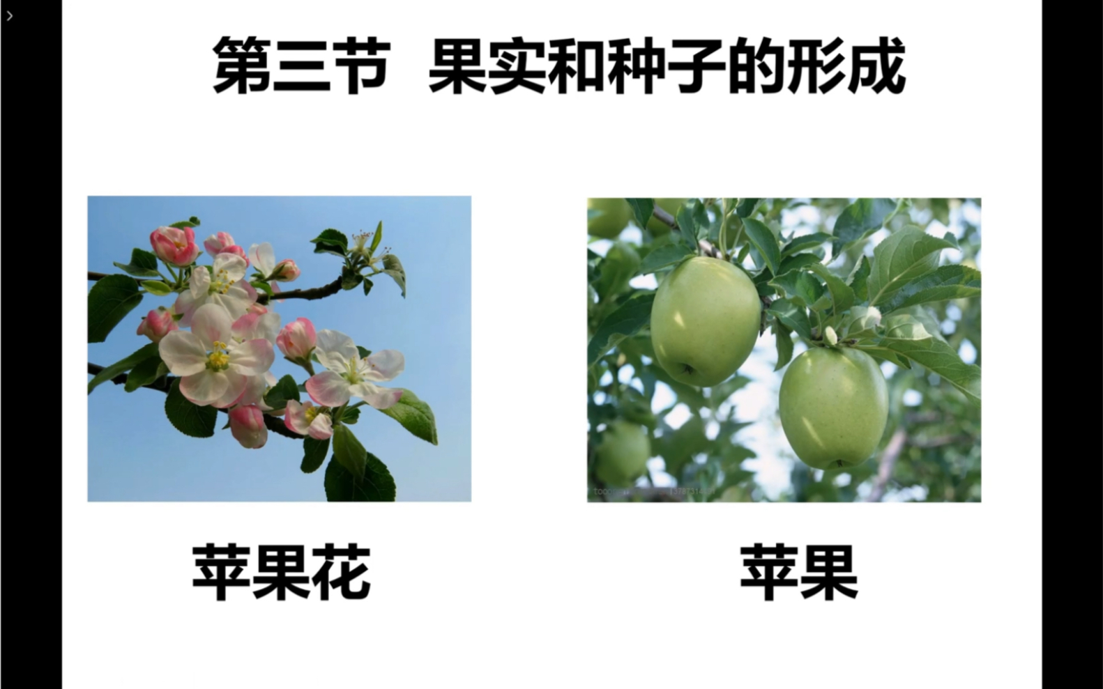 济南版生物八年级上册果实和种子的形成(1)