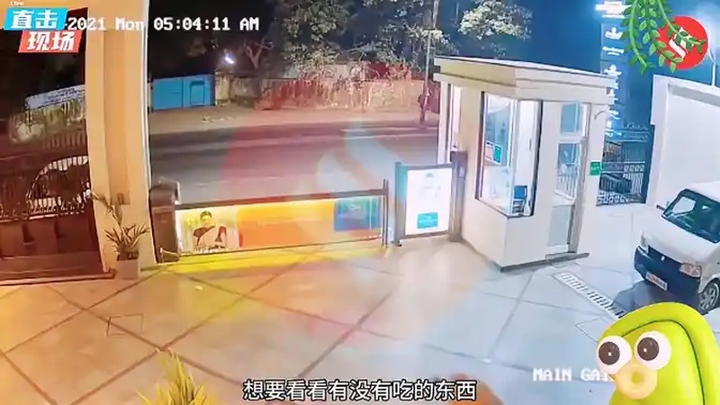 看门狗门口睡觉,被花豹盯上,惨遭锁喉