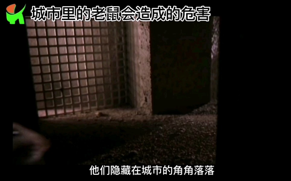 西安是出血热和鼠疫的疫区,老鼠活动猖獗,时时刻刻对我们的生产生活...