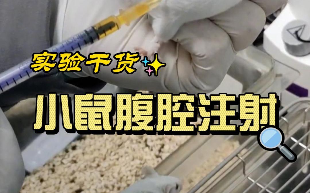 【生物医学实验室日常】小鼠腹腔注射:扎针的瞬间会有明显阻力,轻轻...