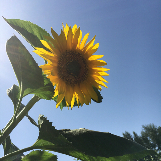 香蕉枇杷马铃薯 