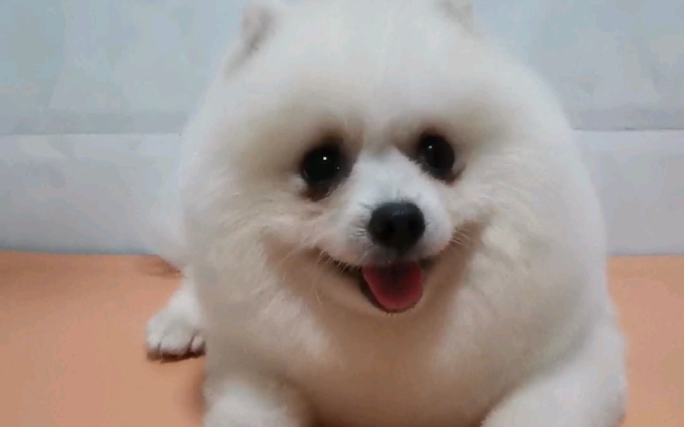 【博美】丑小鸭变形记!论宠物日常洗护的重要性!