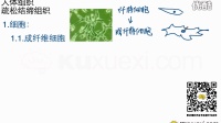 酷学习人体(基本入门)6-疏松结缔组织1