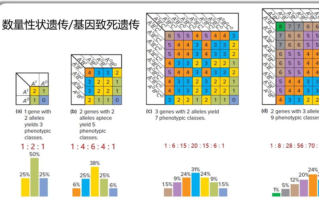 自由组合定律习题2:基因累加效应(数量性状遗传)+基因致死(合子致死...