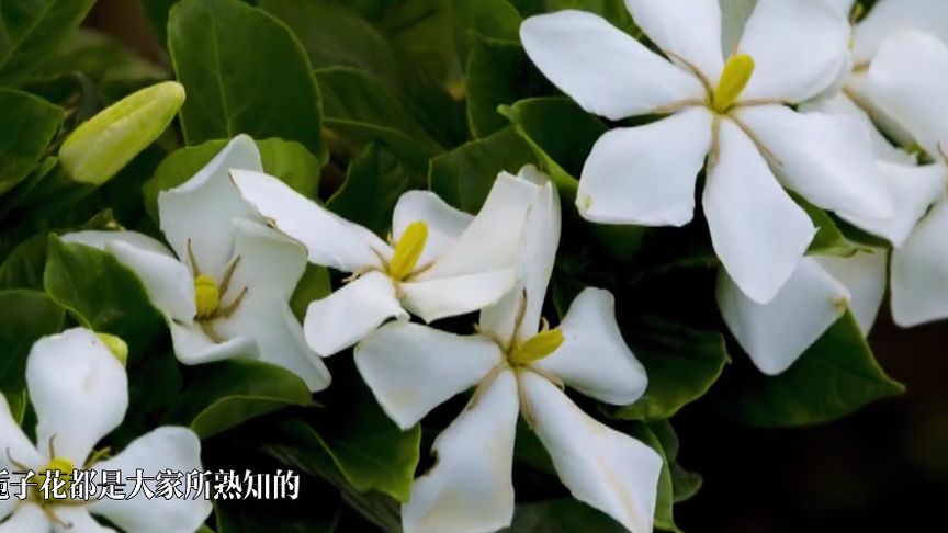 栀子花浑身是宝:不仅是中药材首选,这样食用还能保健强身