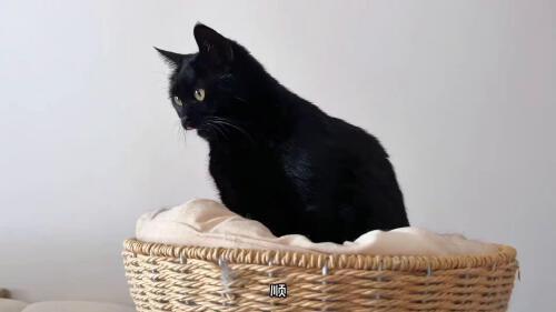 上门喂猫,姐姐放心,保姆级服务!