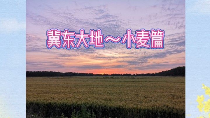 小麦是如何播种,生长,收获的?冀东大地,又到了收获小麦的季节