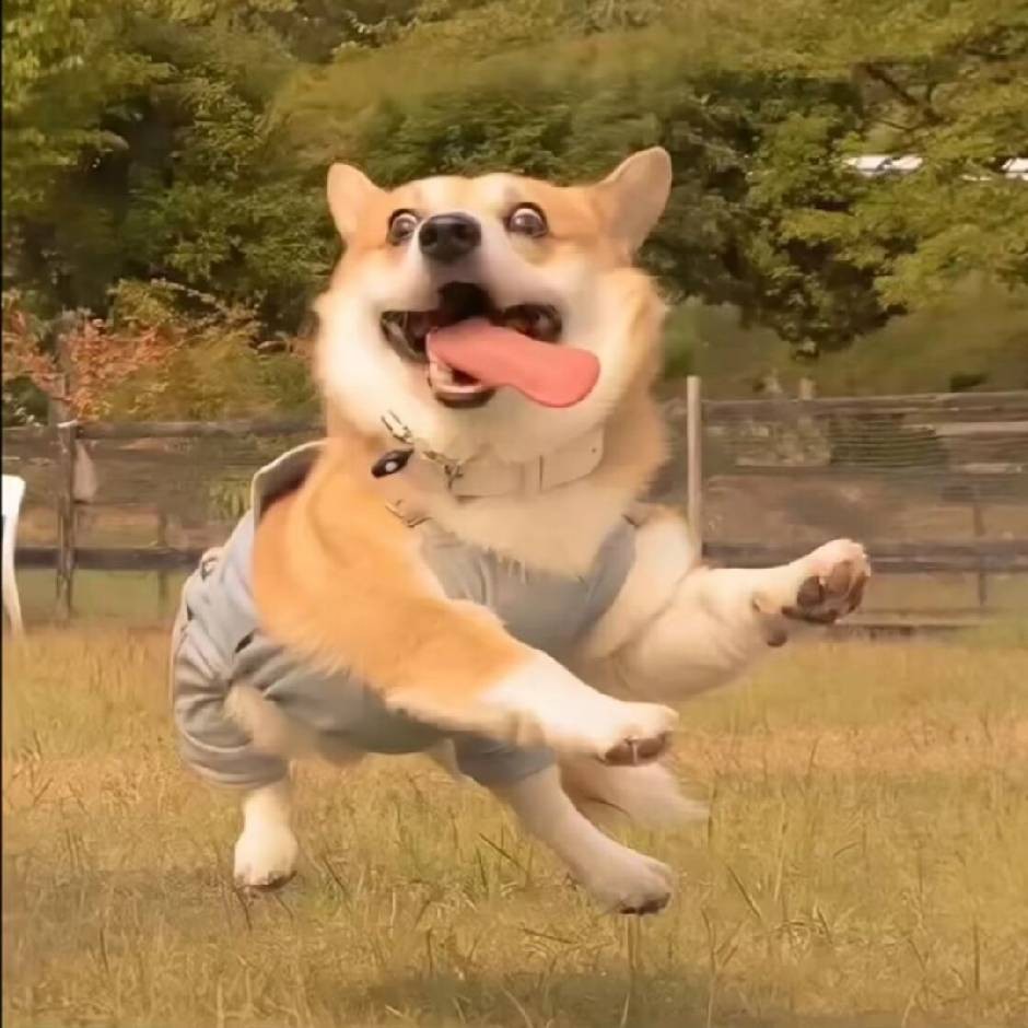 未来的张先生 