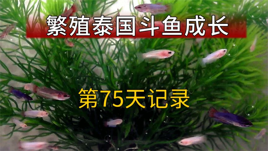 泰国斗鱼成长75天记录,繁殖半月斗鱼苗生长速度情况一般