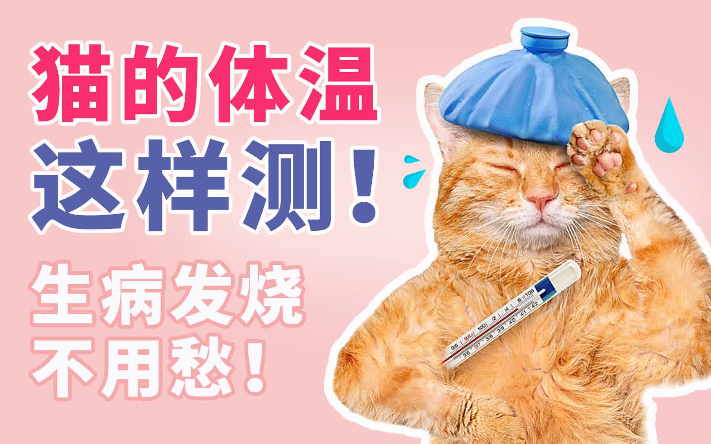 养猫这样测体温,生病发烧不用愁!体温计正确用法-