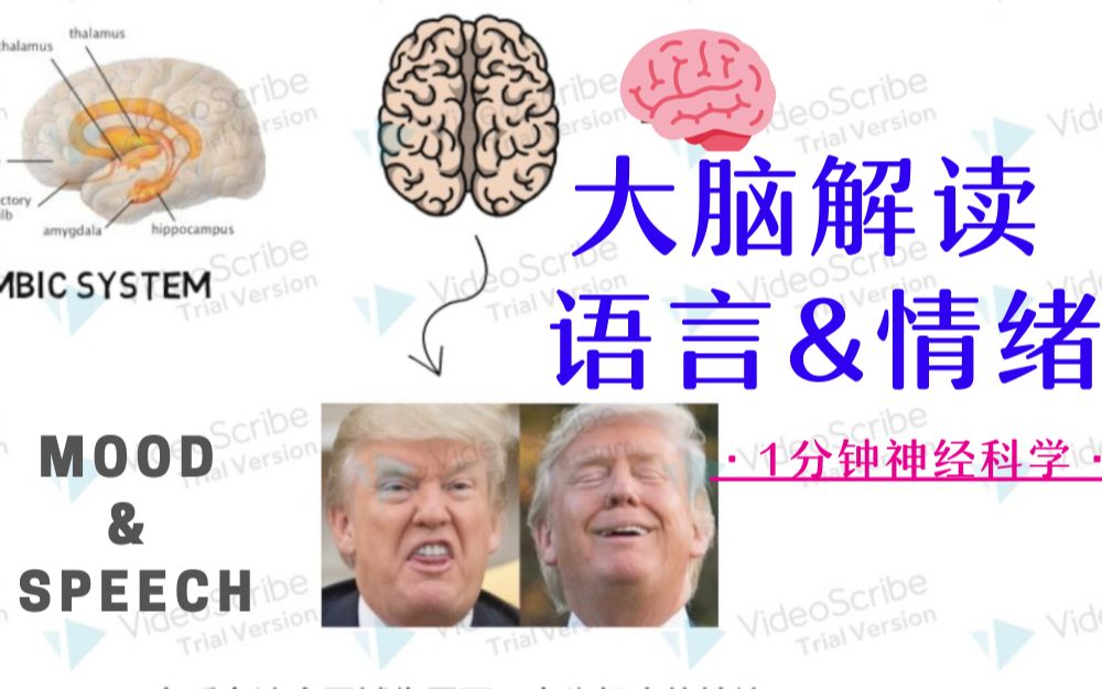 神经科学科普_一分钟讲解情绪和语言 | 失语症 | 大脑机制 | 我想说话...