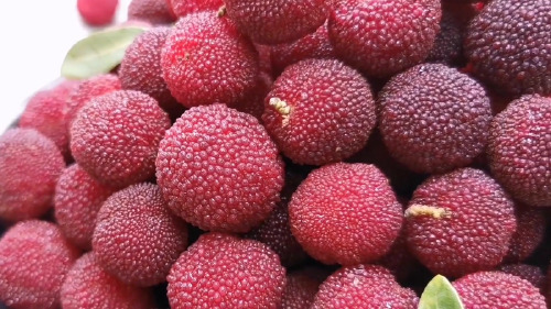 杨梅不止是酸甜!揭秘它抗衰老护血管的惊人功效,这样吃效果翻倍