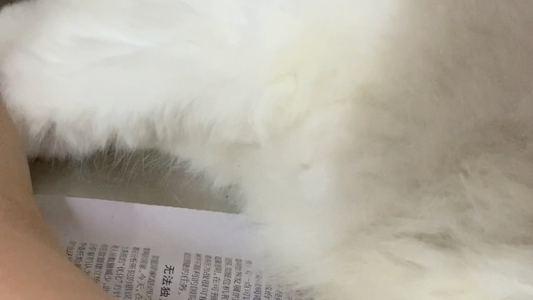 猫咪生病插导尿管,感觉好心疼