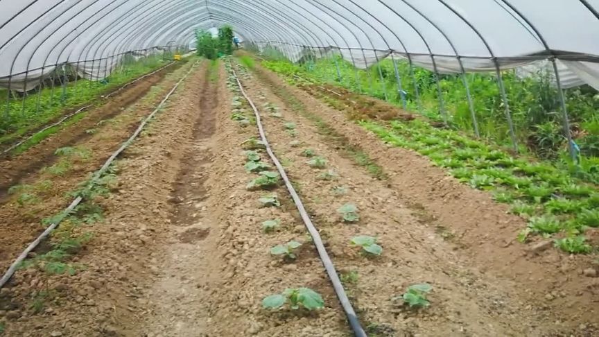 种植中有种非常有效的节水灌溉方式,水的利用率可达95%,来看看