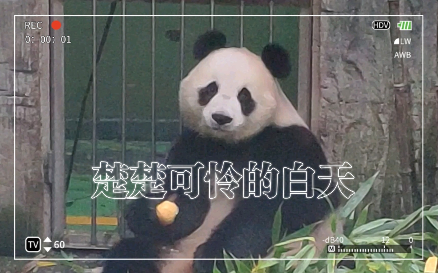 ...小姑凉的注意力特别容易被分散也容易受惊,有时主动有时被动,如果和...