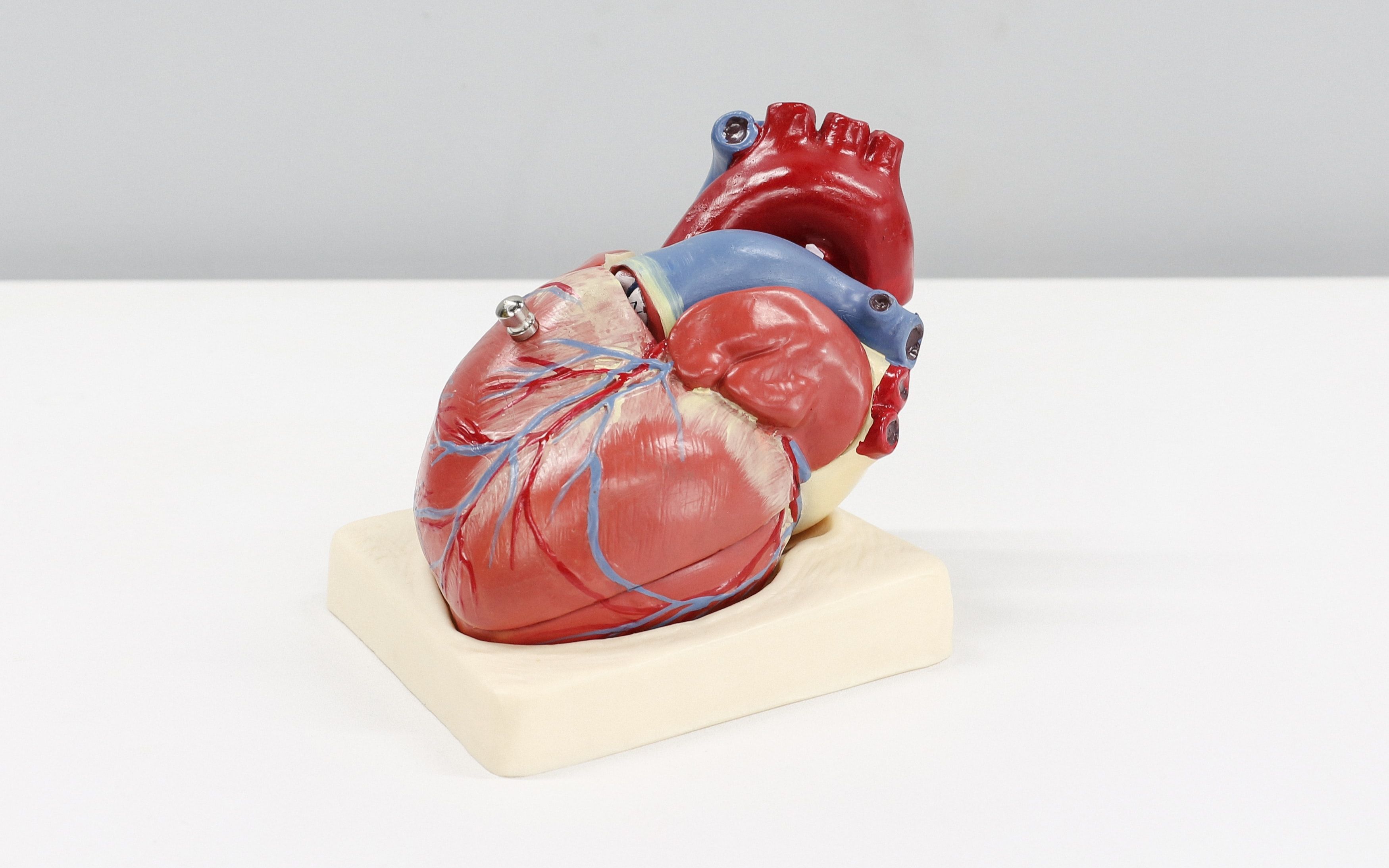 【中英】心血管系统 5 动脉和静脉