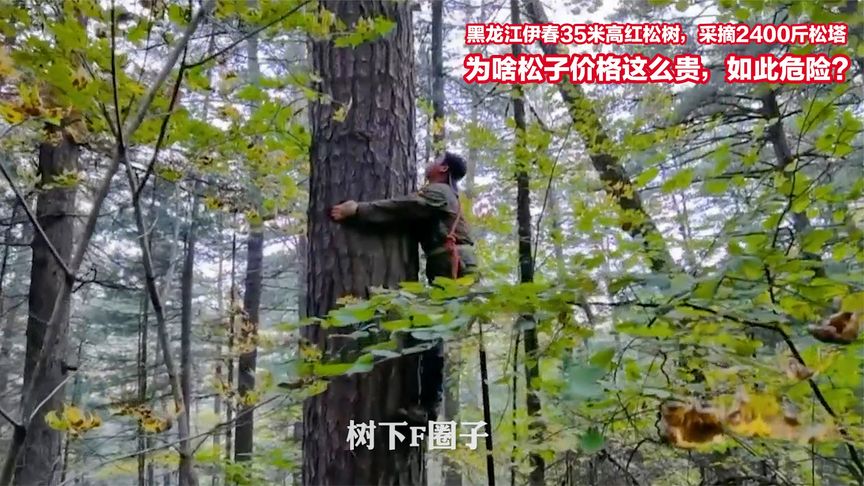 黑龙江伊春35米高红松树,采摘2400斤松塔,为啥松子价格这么贵?