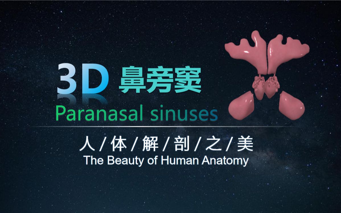人体解剖之美 | 鼻旁窦(鼻窦炎)