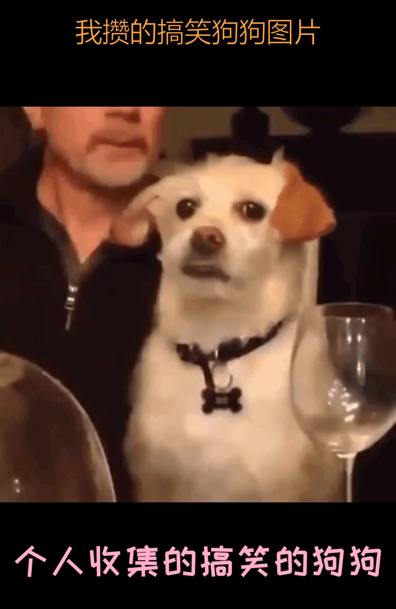 我攒的搞笑狗狗图片