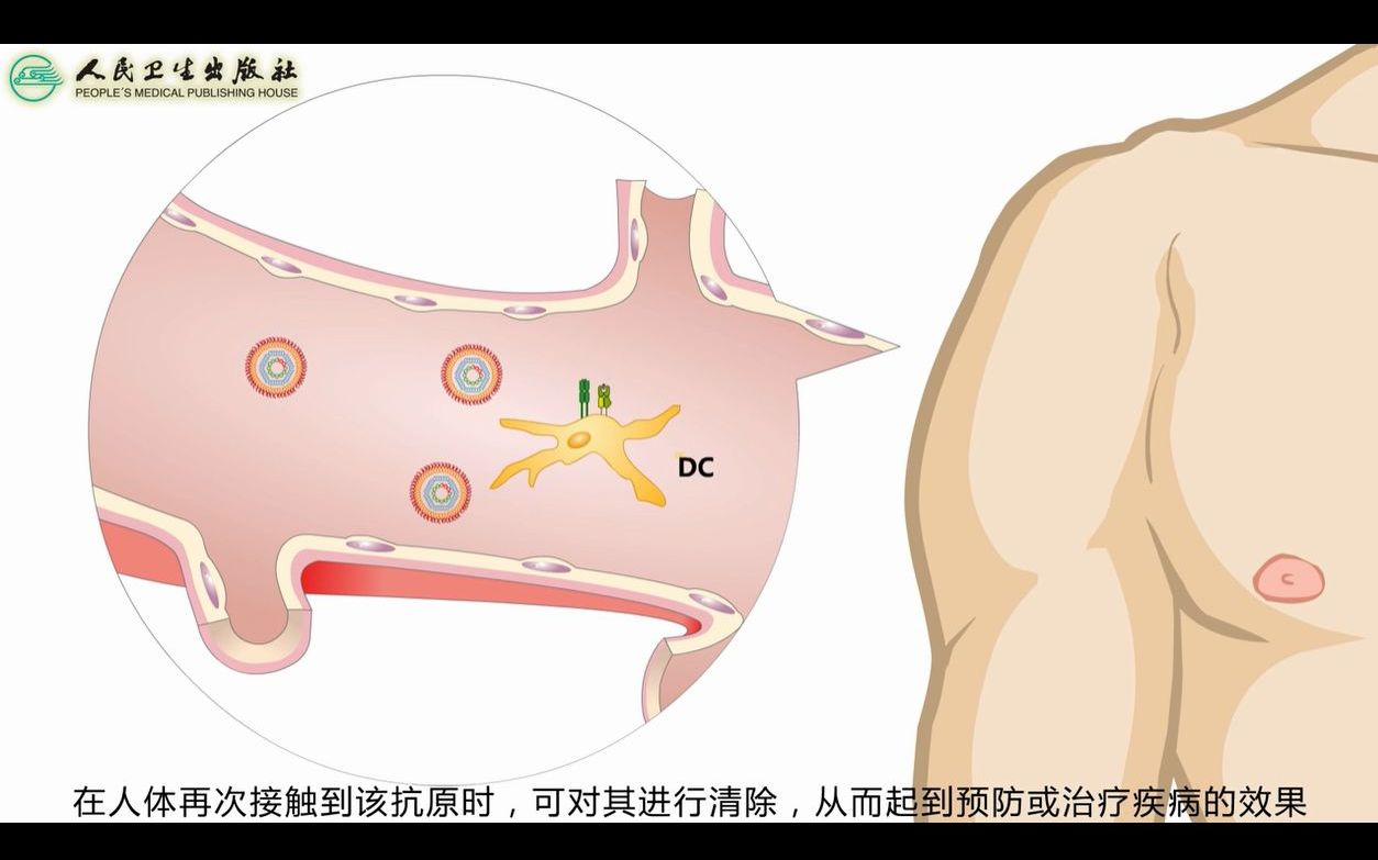 25-1 主动免疫和被动免疫的基本作用原理