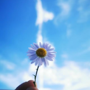 余菁菱