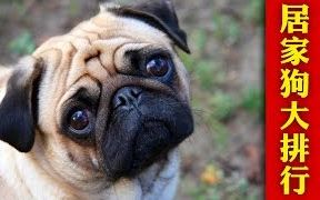 十二种适合居家的宠物狗排行,每一种都让人好想拥有~