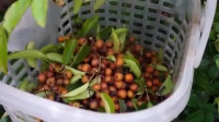 农村一种豆子大小的梨,长在山坡无人问,殊不知价值珍贵
