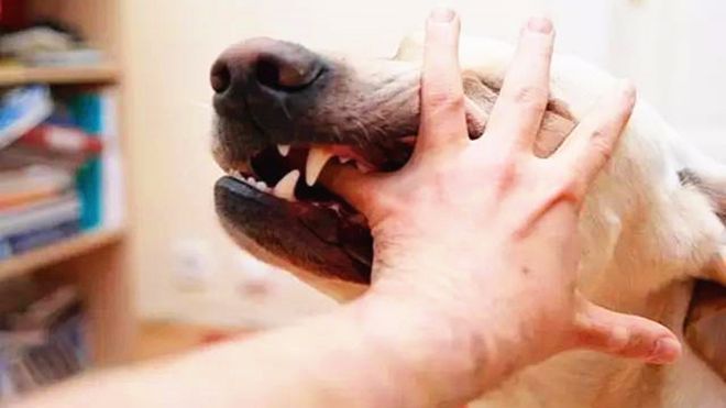 小时候被动物咬伤,没有打狂犬疫苗