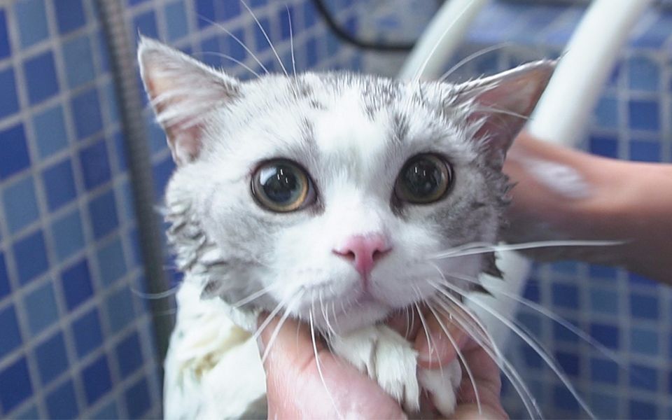 猫咪被拖去洗澡,彻底疯了,四个人一起上最后洗到脱力.