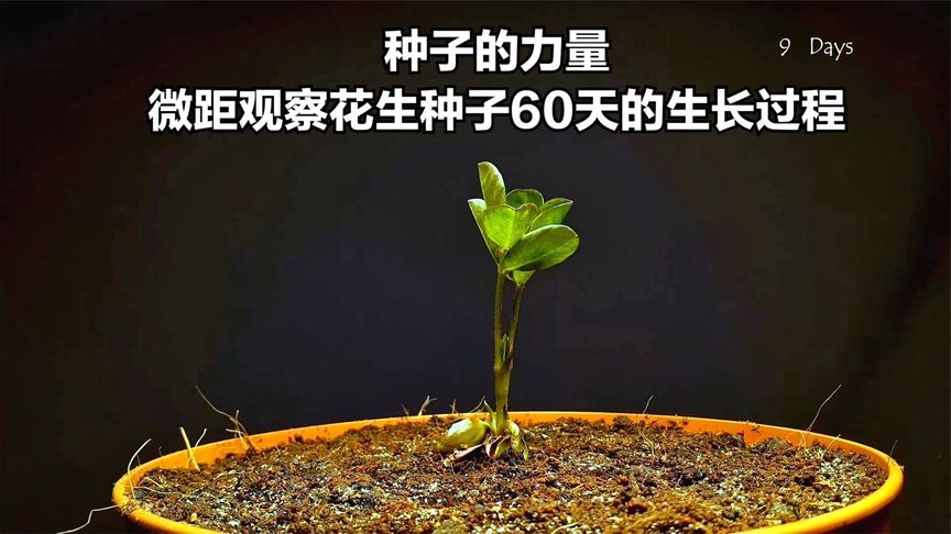 微距观察,花生种子生长60天的过程